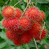 14 Amazing Health Benefits of Rambutan Nephelium Lappaceum