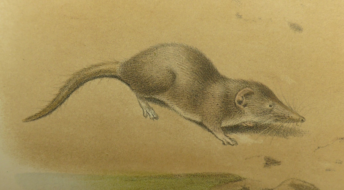 Species New to Science: [Mammalogy • 2017] Rediscovery of The Type ...