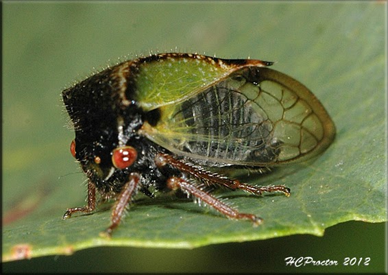 The Home Bug Garden: Friday Bug: Malevolent Red-eye
