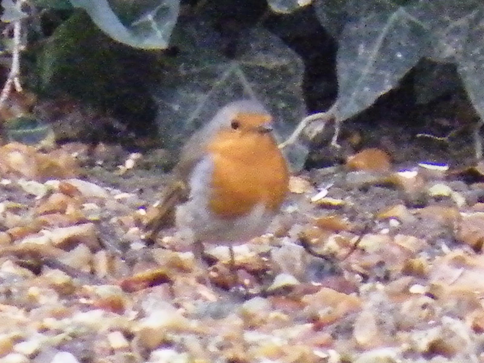 du-four-au-jardin-et-mes-dix-doigts: french robins