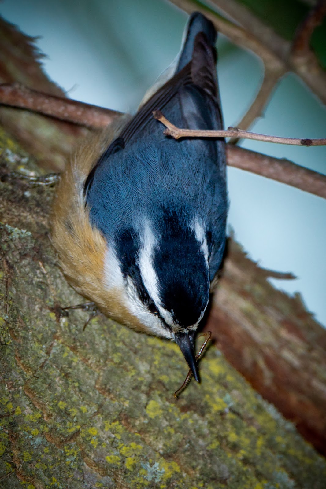 Feather Tailed Stories: Nuthatch
