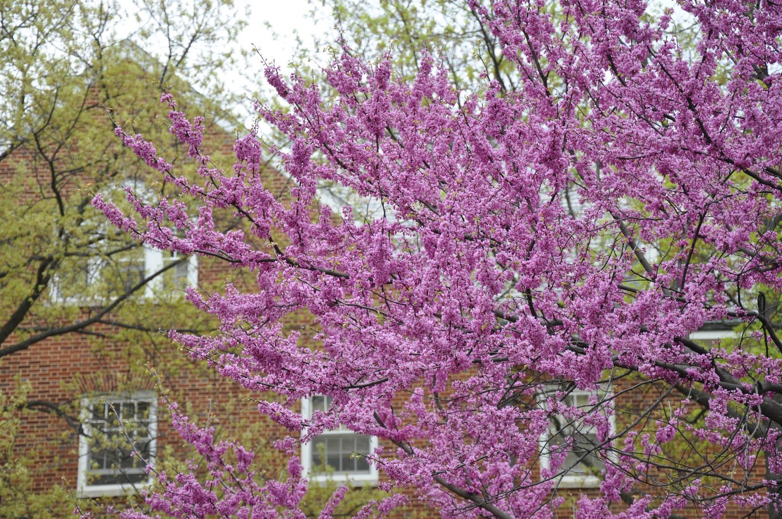 UMD Arboretum and Botanical Garden: Redbuds, Adaptable and Resilient ...