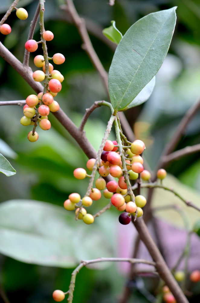 Mengenal Manfaat Buah Buni