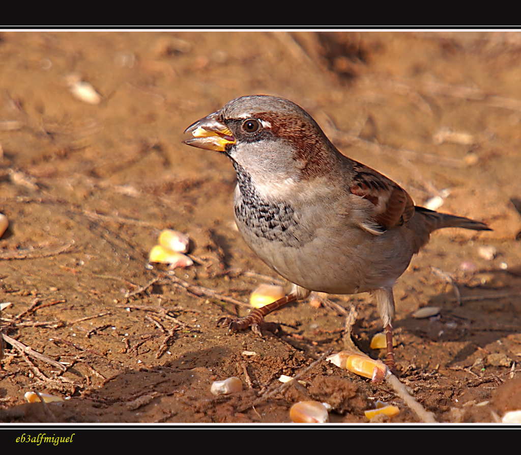 MIS AMIGAS LAS AVES: Gorrión común (Passer domesticus)