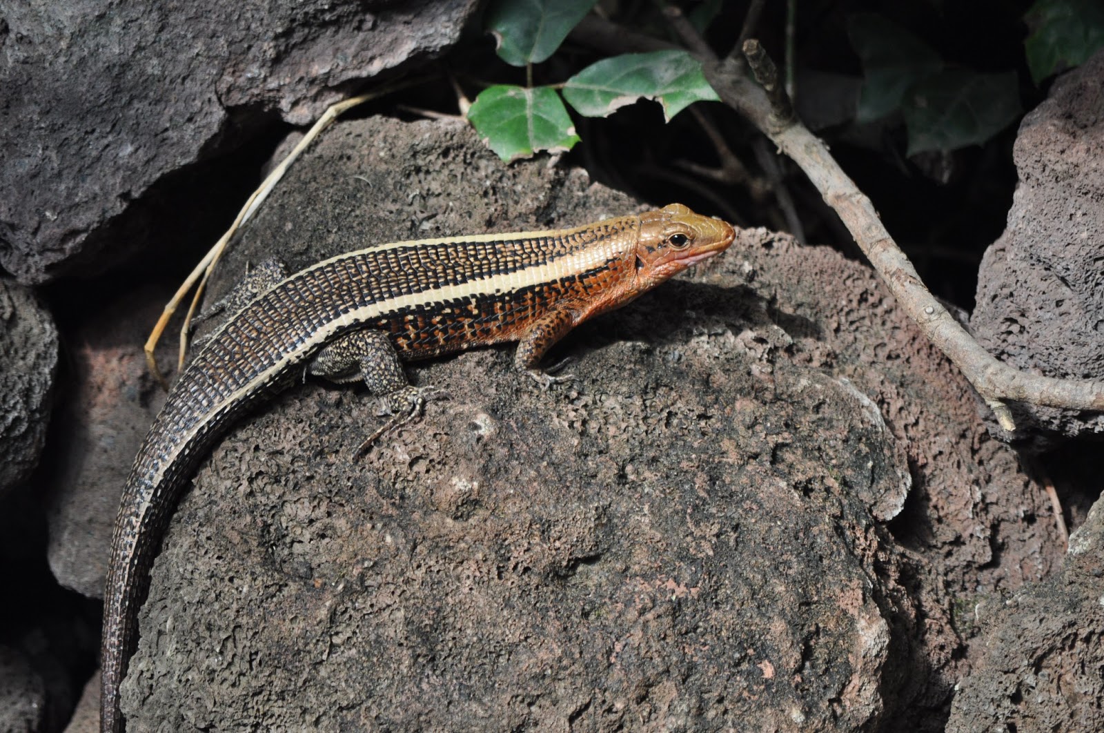 ZOOTOGRAFIANDO (6.100 ANIMALS): LAGARTO PLATEADO DE DOS BANDAS / WIDE ...