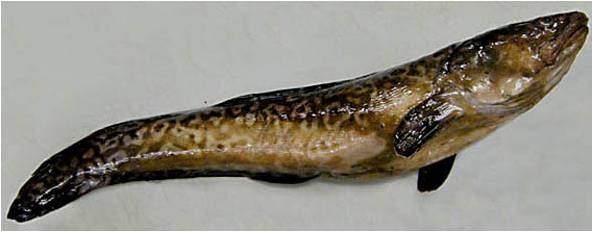 Tipos de Peces Chilenos: Los peces óseos chilenos.