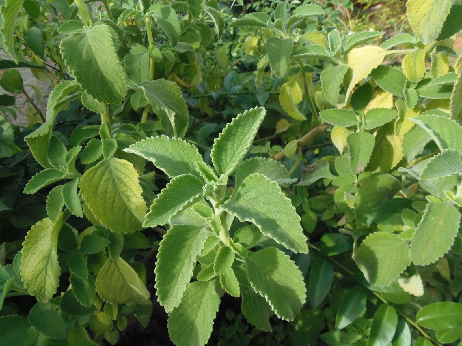 Plantas que curam: Boldo-sete-dores