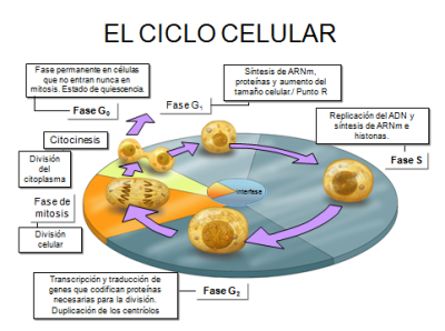 Cusevi y Pemaco: El Ciclo Celular