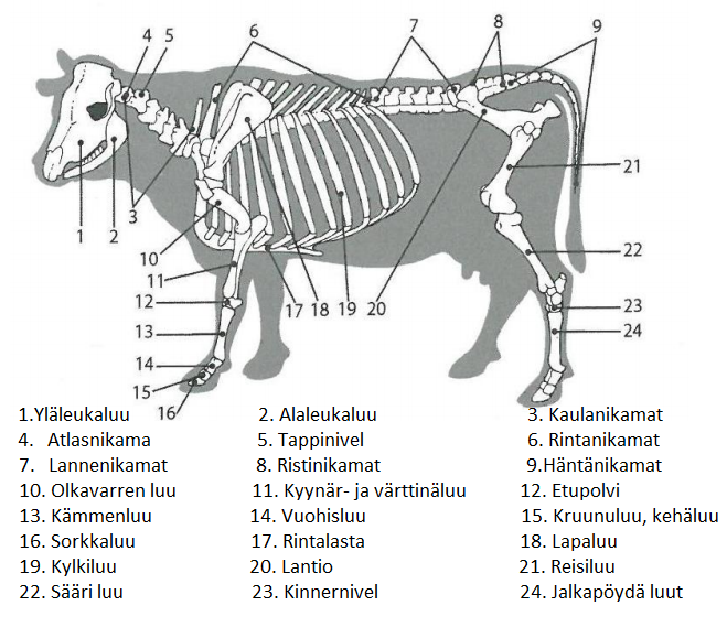 Lehmä posteri: Luusto