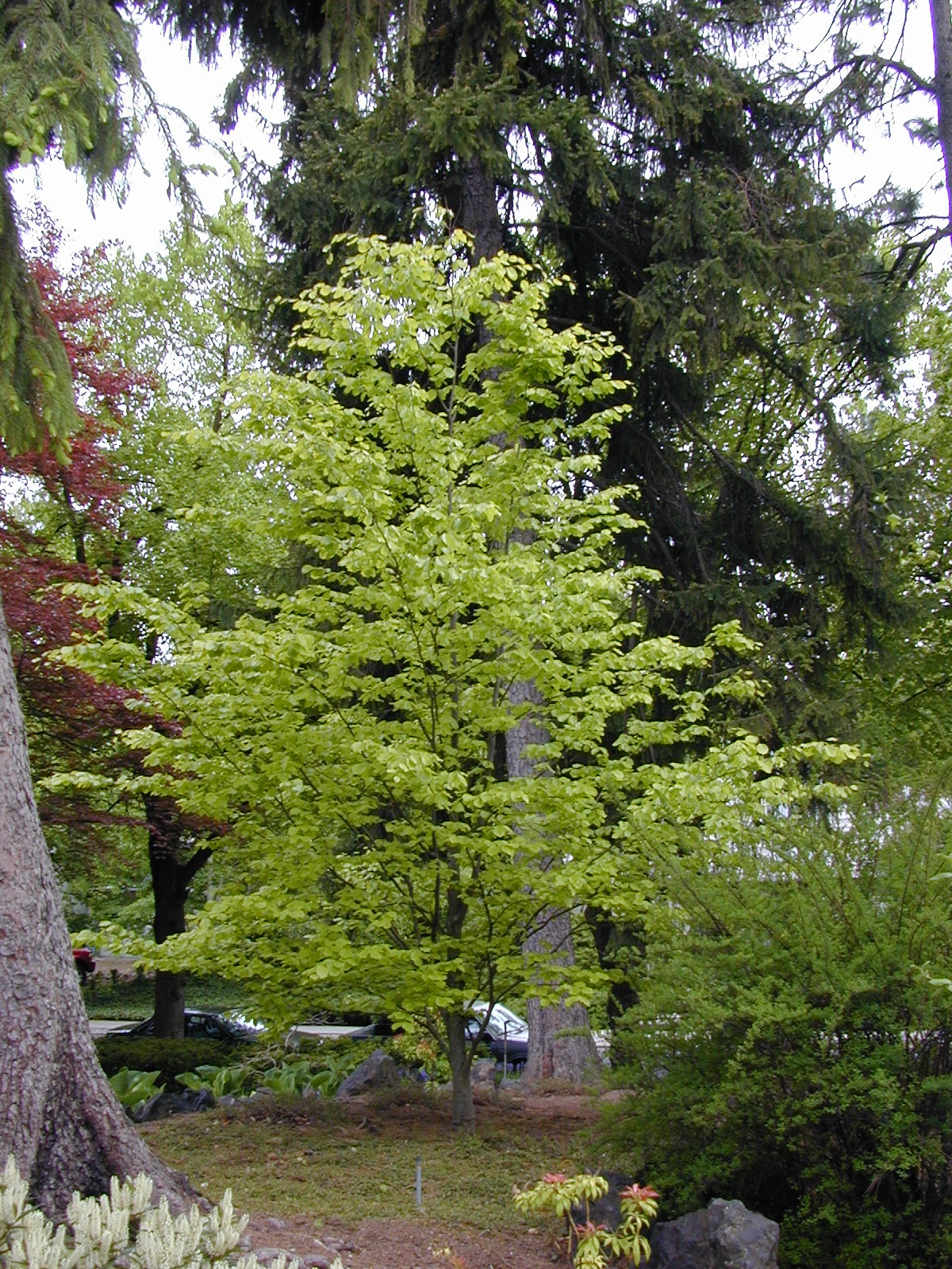 Trees of Santa Cruz County: Fagus sylvatica