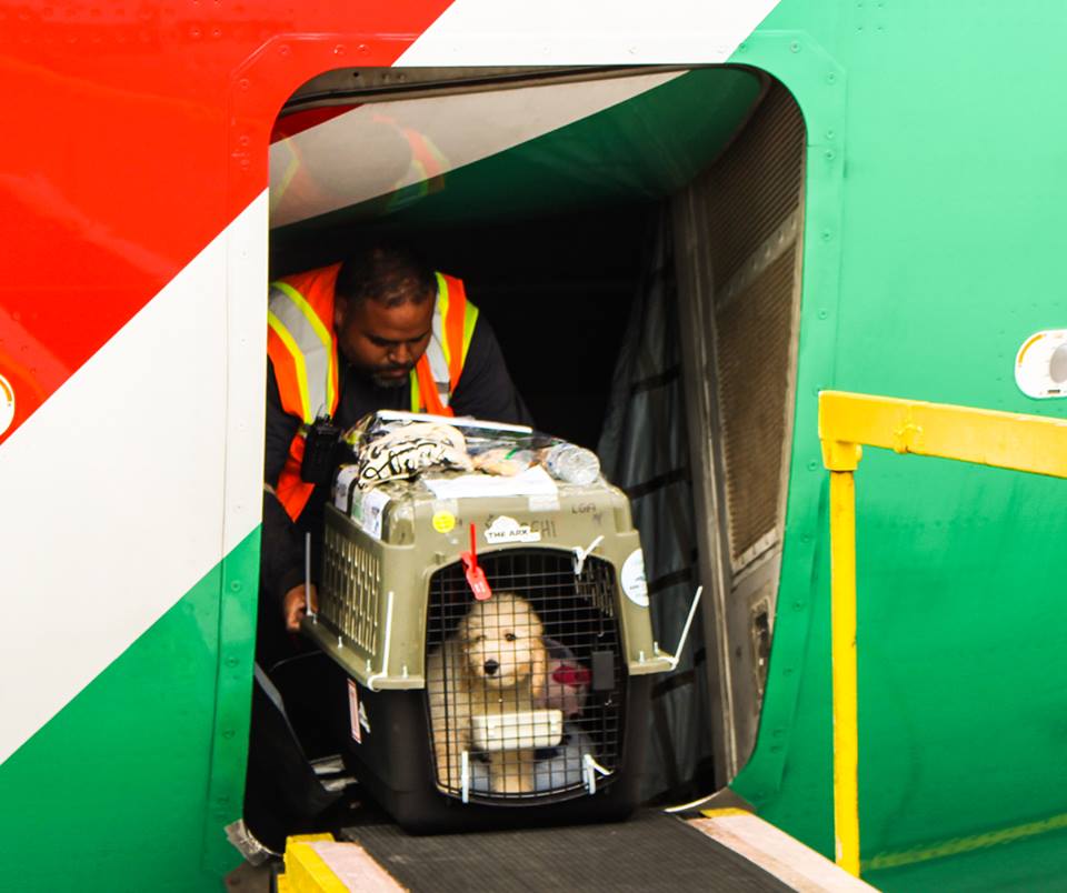 small five VET CLINIC - “Your all-in animal care!”