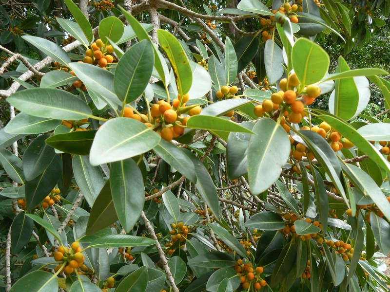 Variety of Life: Ficus section Malvanthera