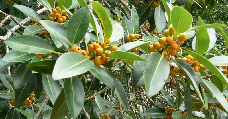 Variety of Life: Ficus section Malvanthera