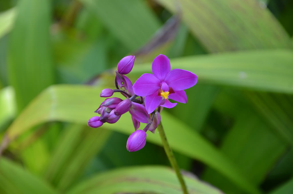 Spathoglottis plicata care and culture | Travaldo's blog