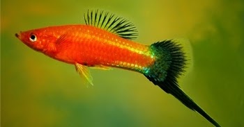 Aquarium and Fish Care: LIVEBEARERS Tropical Fish - Red Velvet ...