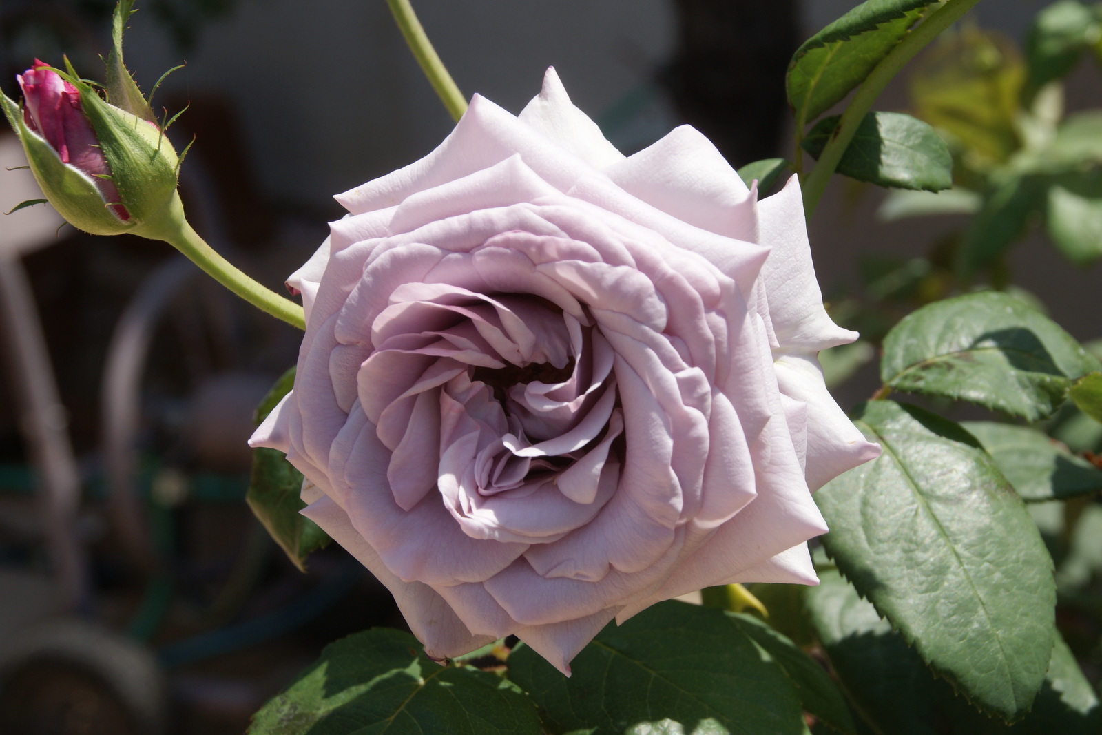 Organic Garden Dreams: August Roses