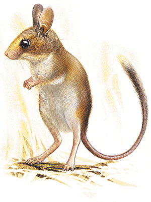 Short-tailed Hopping Mouse