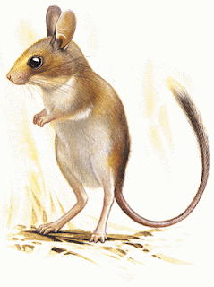 Short-tailed Hopping Mouse