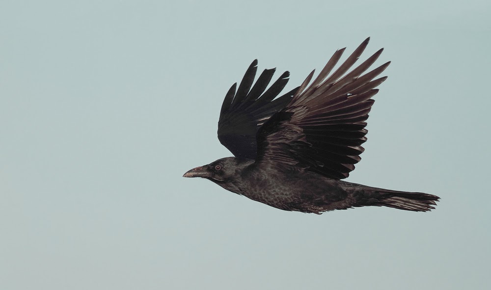 Stints and Gulls: Black Birds in Flight