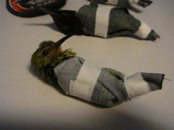 AMAZING STORIES AROUND THE WORLD: [PHOTOS] Humming-Bird Smuggler Caught ...