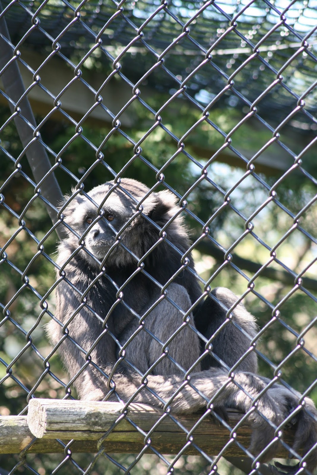 The Cabbages of Doom: Hanging out with the cousins at Monkey World