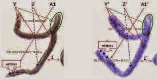 Soy Criminalista : LA GRAFOSCOPIA