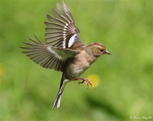 Filnore Woods Blog: Cheerful Chaffinch