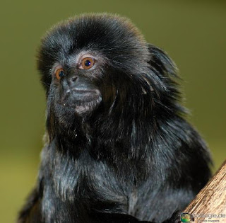 Springtamarin/ Goelditamarin/ Callimico goeldii