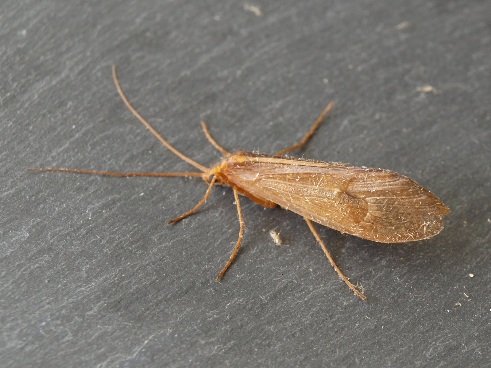 Ragged Robin's Nature Notes: Tree Bumble and a Caddis Fly