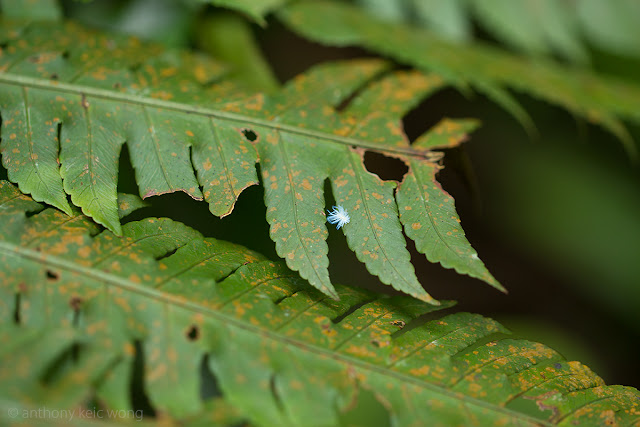 Macro Photography: The Mystery White Insect - ID: Ortalia / Amida ...