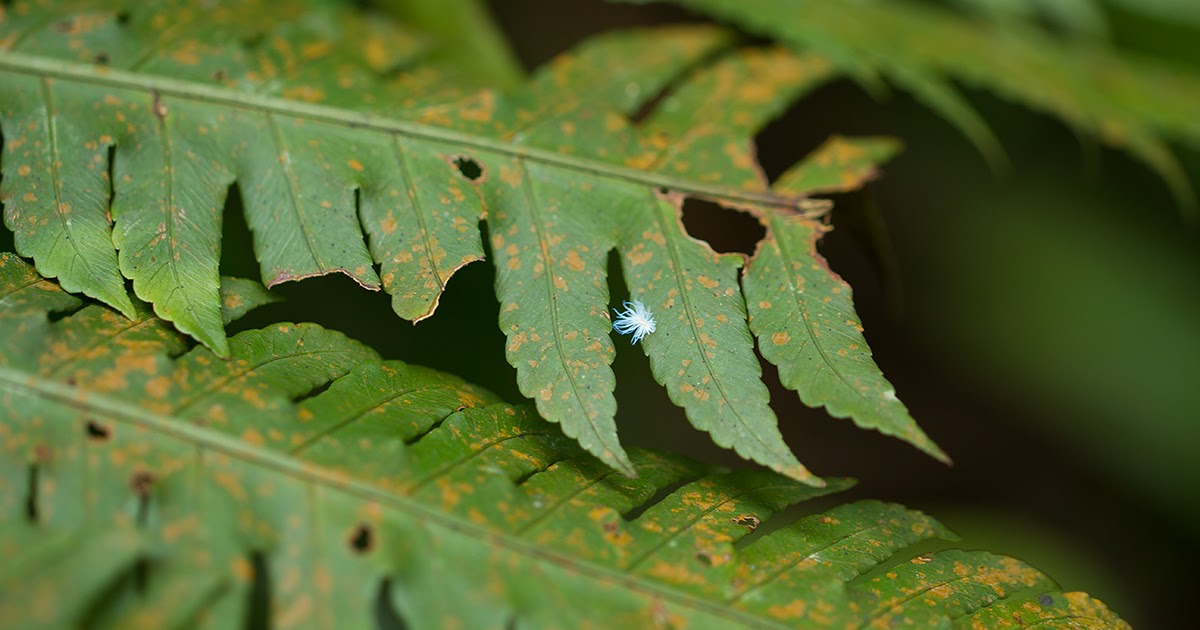 Macro Photography: The Mystery White Insect - ID: Ortalia / Amida ...