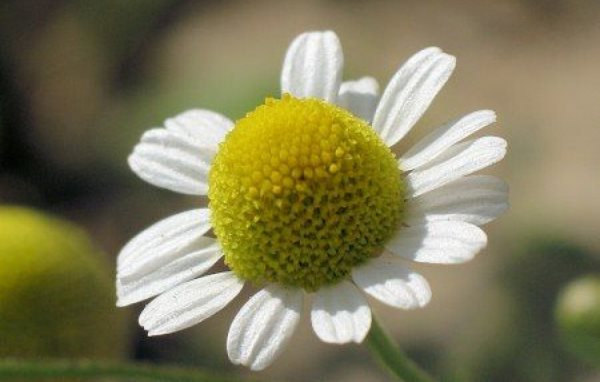 Kamilica kao jedna od najpoznatijih ljekovitih biljaka – Biljna Ljekarna