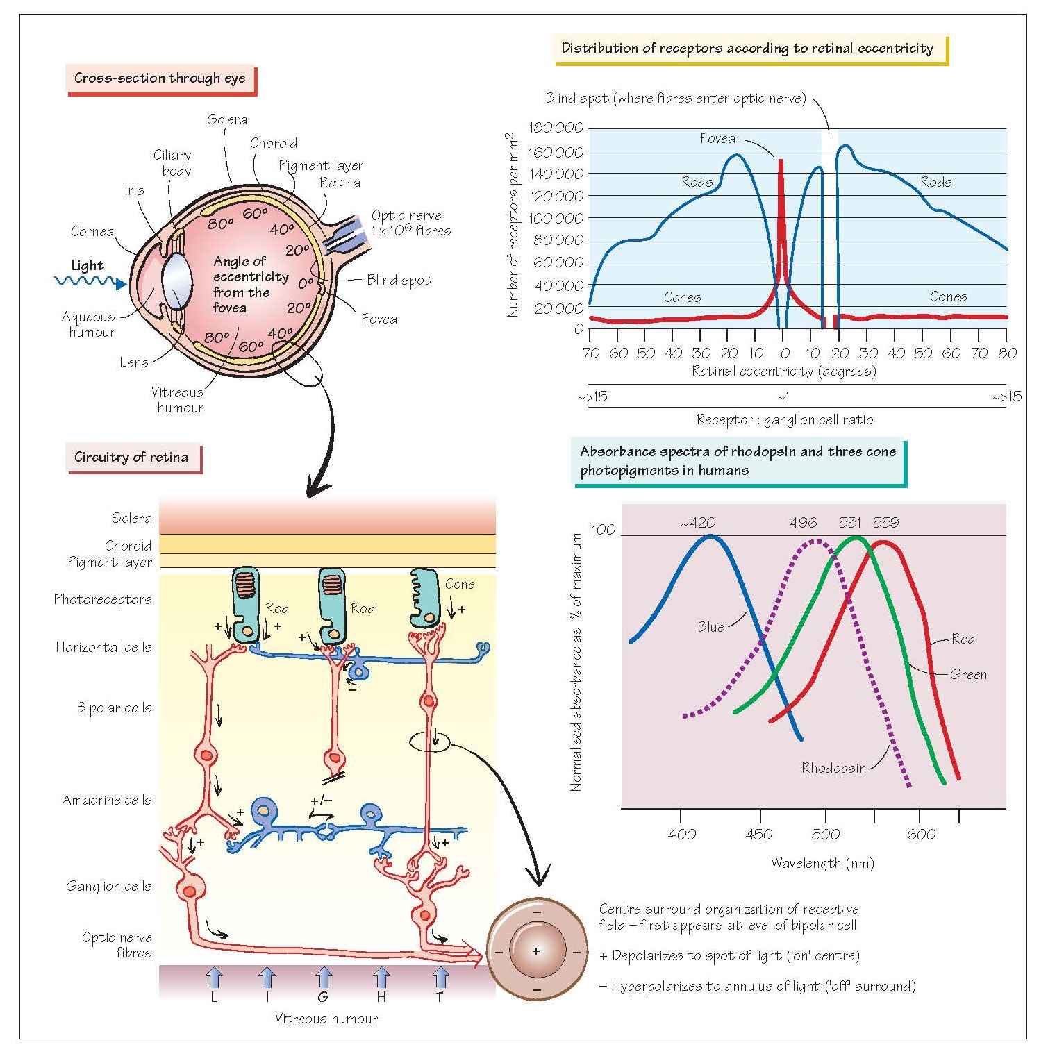 Visual System I The Eye And Retina - pediagenosis