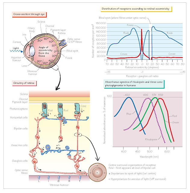 Visual System I The Eye And Retina - pediagenosis