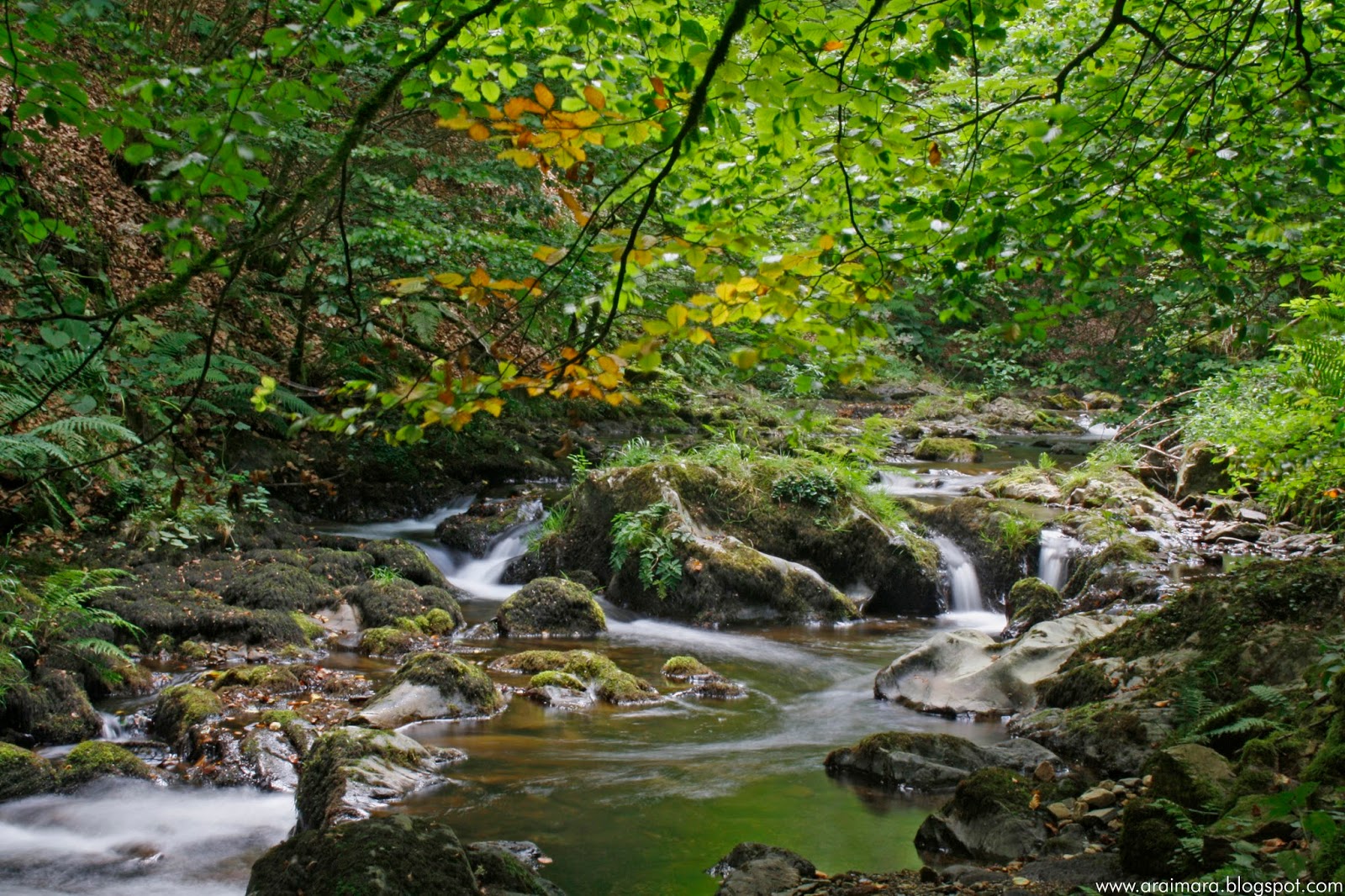 araimara: Irati, isiltasunaren basoa / Irati, el bosque del silencio