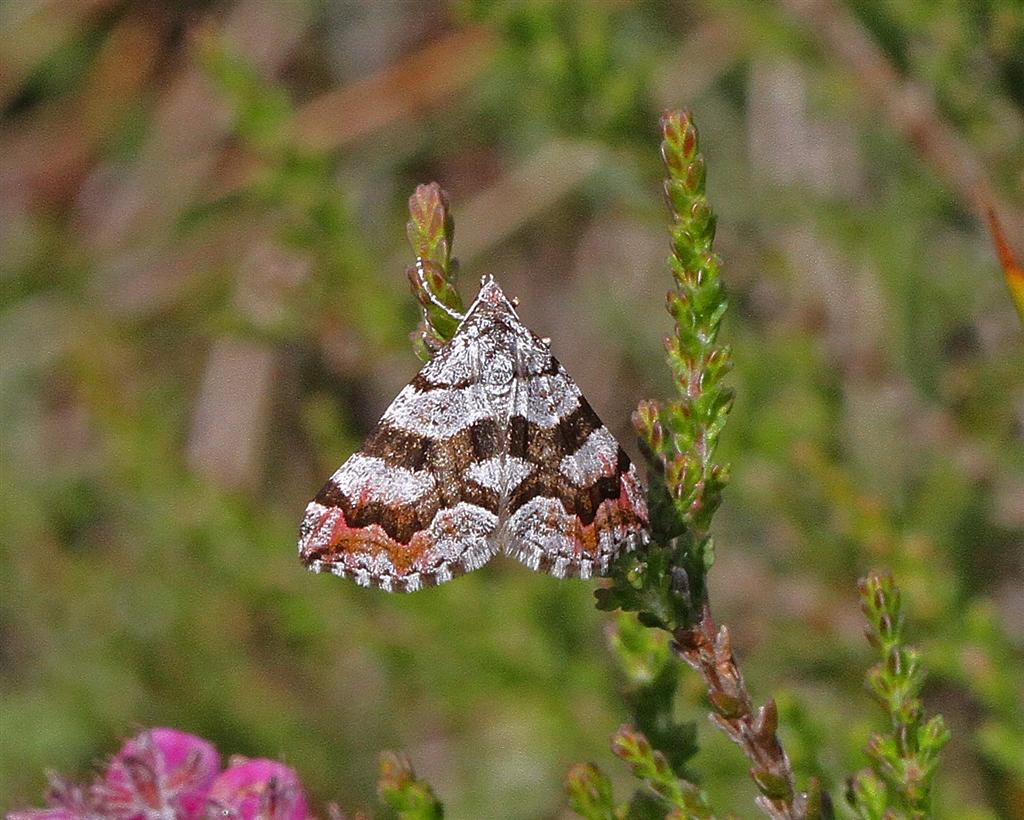 Michael Foley: Natural History ©: Latterbarrow and Meathop Moss, Cumbria
