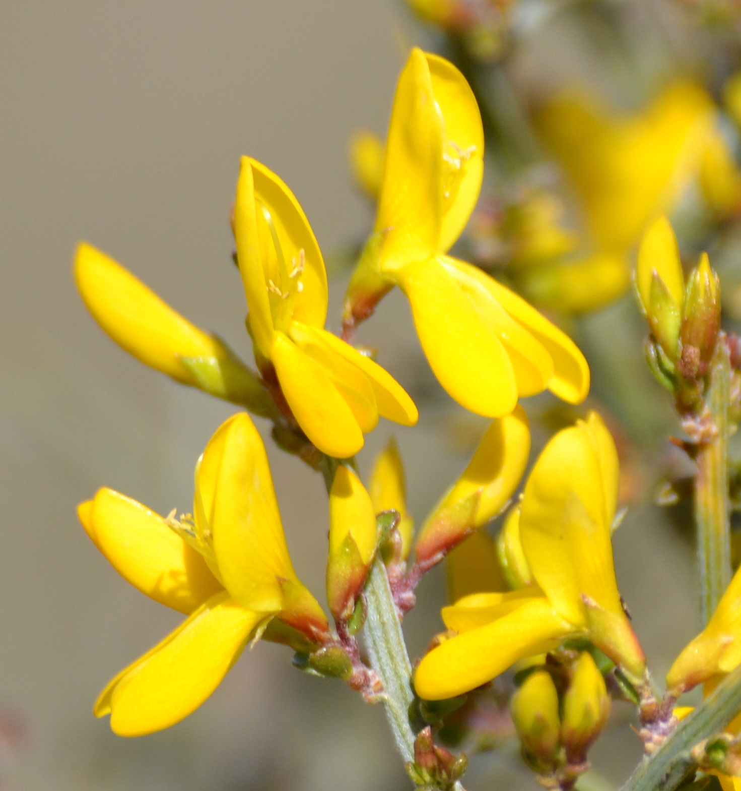 EN EL MONCAYO: Aliaga (Genista scorpius)