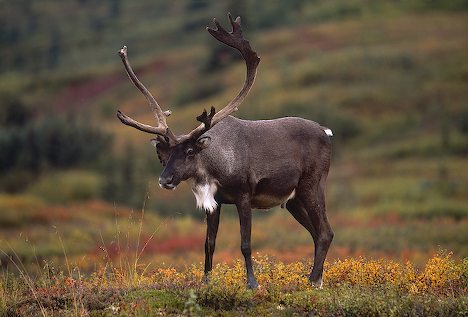 Caribou Animals Facts & Photographs | The Wildlife