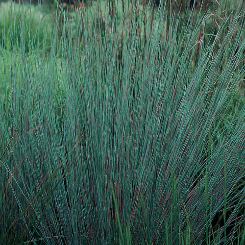 A Great, Native Grass for Your Garden - Little Bluestem