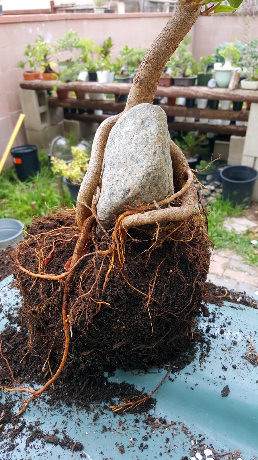Bonsai-misadventures: Root over rock, roots are king