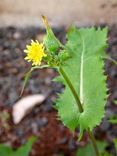 Bagian Bagian Daun ~ MUNAWI INSIDE