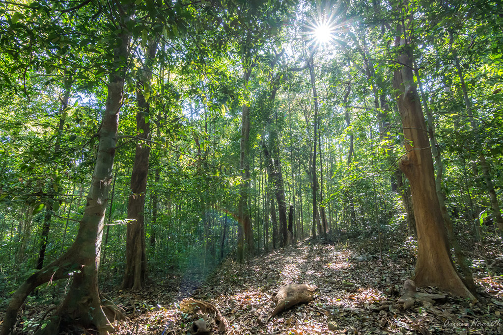 Arjun Haarith: Rhapsody in Silver : Belligundi Waterfalls