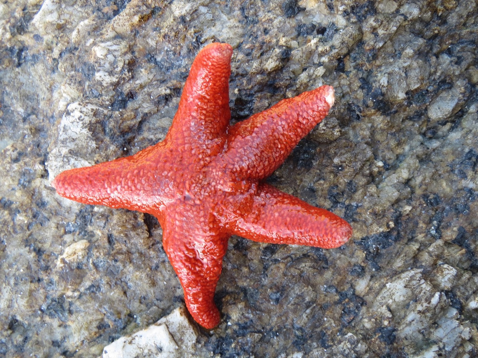 The Echinoblog: Better know The Asterinidae: Familiar & Unfamiliar!