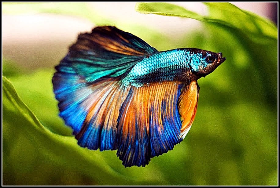 Aqua Club: Les poissons