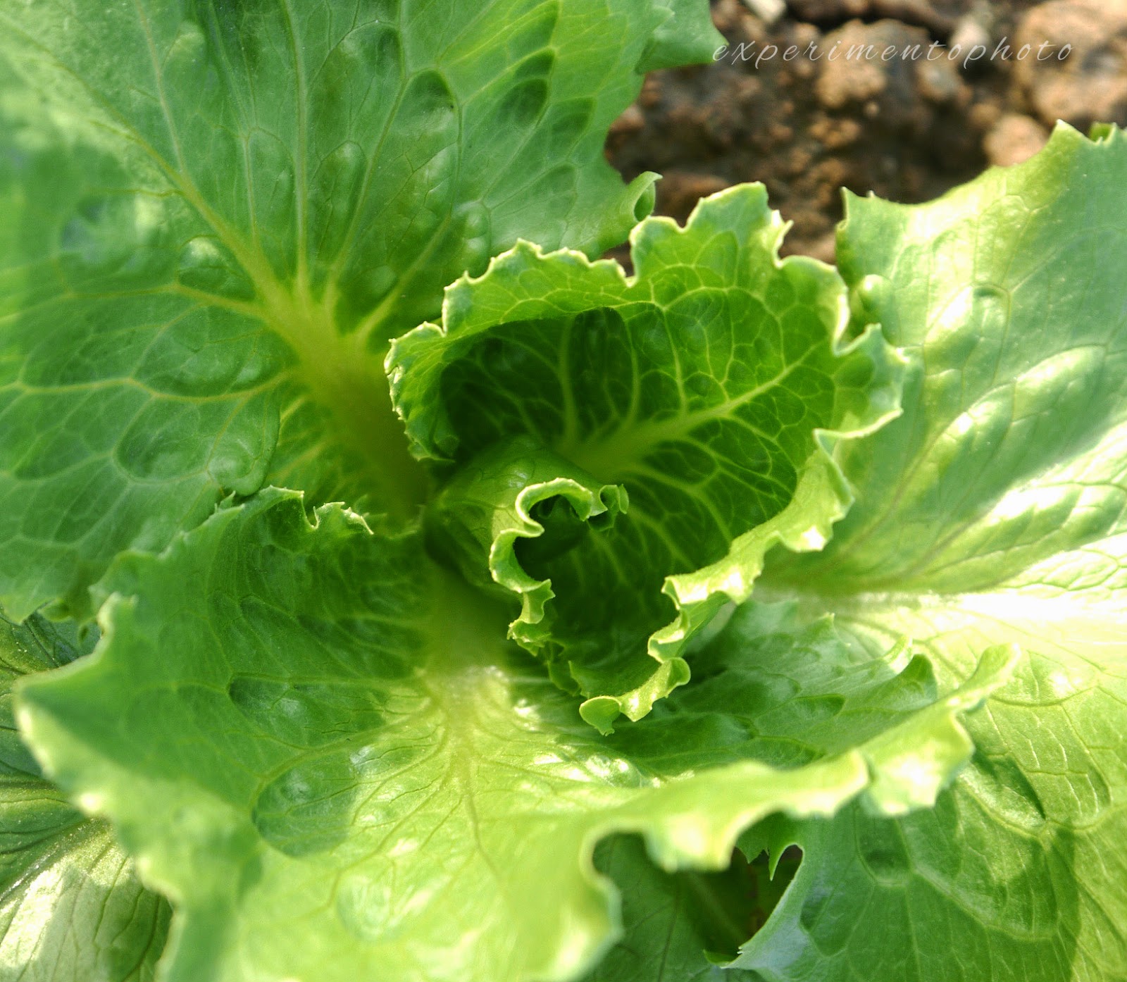 MACRO: lechuga.