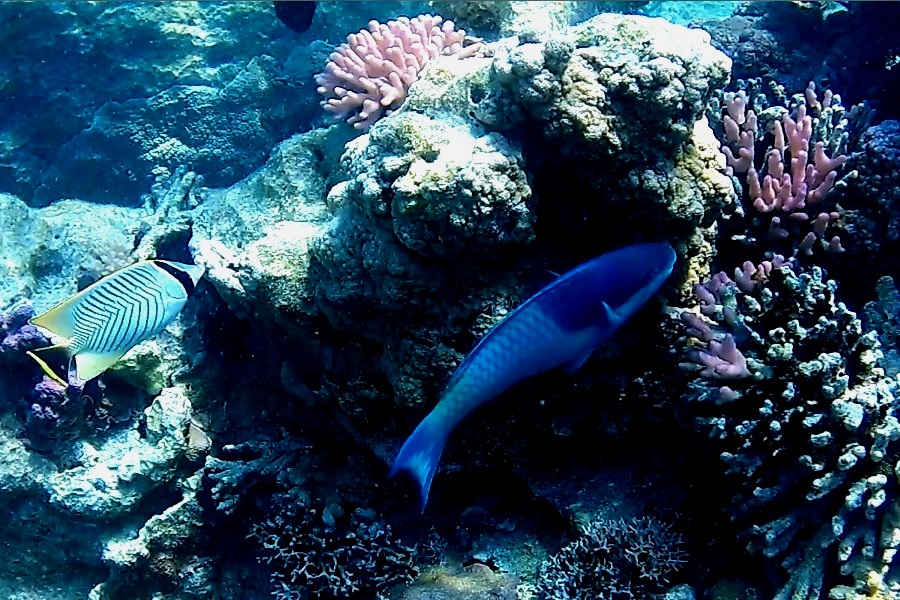 Dreamtime Sail: Magical Lady Musgrave Island - One more 'must go ...