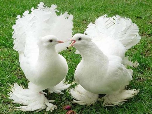Mis amigas las palomas: Fotos palomas de raza