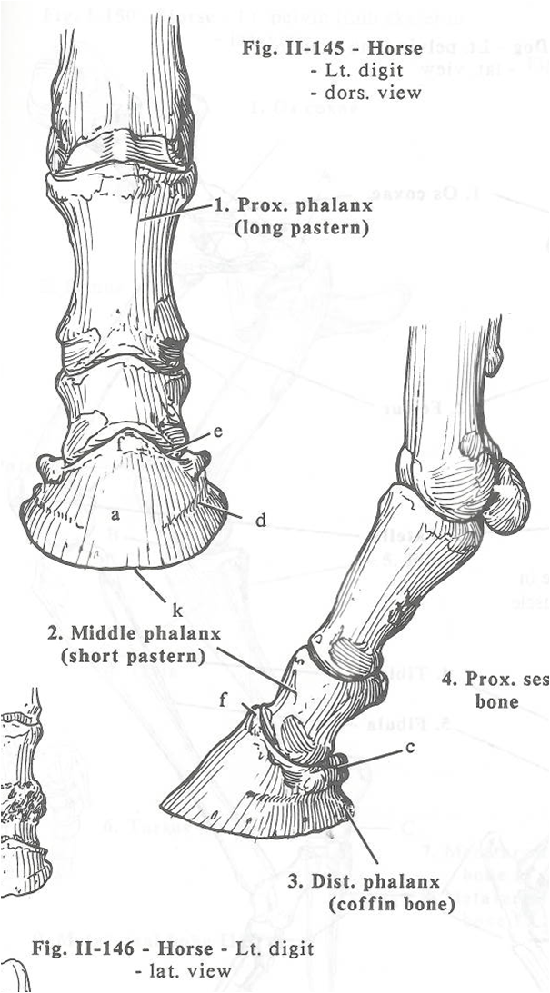 Merrily's Animal Science Journal: Notes from Veterinary Medical Terminology