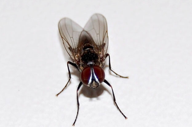 Pensar por libre: La mosca