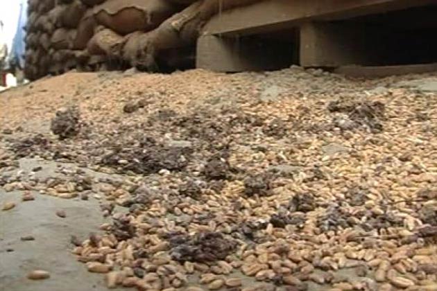 Rotten food grains or Death due to starving - which one you prefer ...